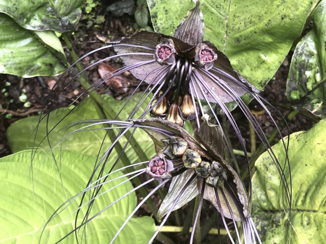 Spooky plants for Goth gardens | News, Sports, Jobs - The Express